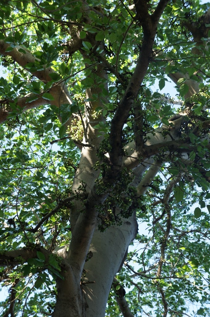 OUR PHILIPPINE TREES: The Large Tree that could Make a Lizard Cry