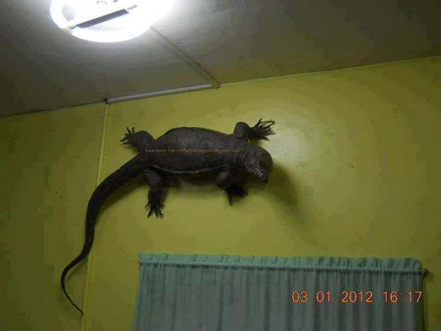 Gigantic House Lizards | #MoreFunInThePhilippines