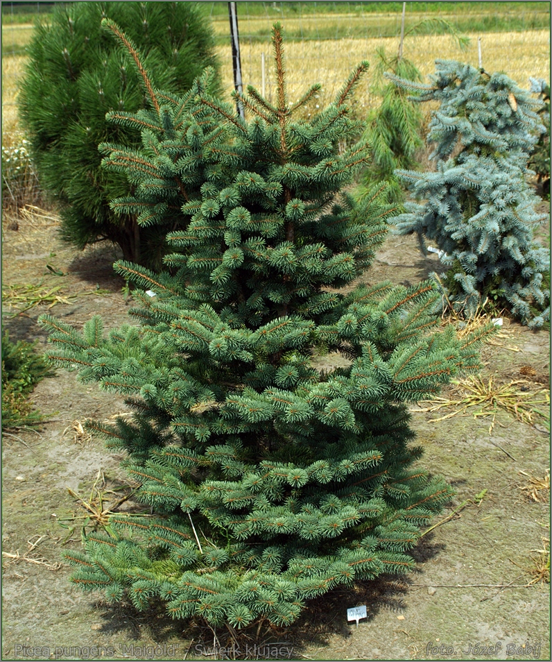 Plant Gallery - Encyklopedia Roślin: Picea pungens 'Maigold' - Świerk ...
