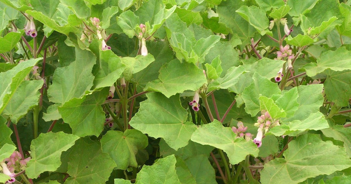Medicinal Plants: Martynia annua Kakanasi Telukondi Pulinakam Bichu ...