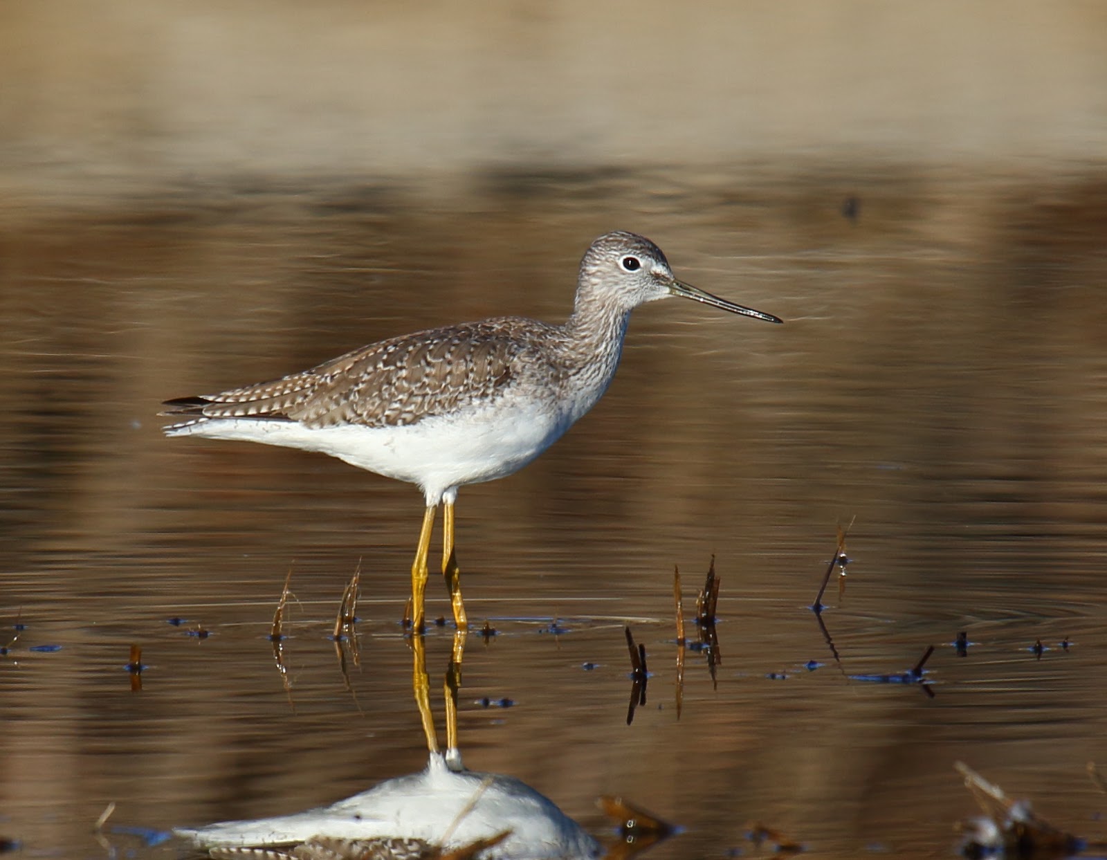 Greater Yellowlegs at Borrego Springs - Greg in San Diego