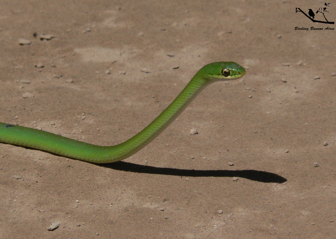 BIRDING BUENOS AIRES: More BA Fauna