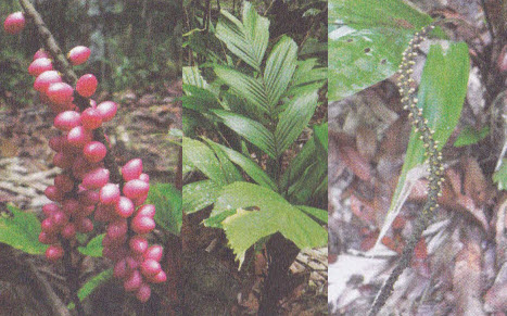 Provider to experience the beauty of the ocean: Taman Herba Tasik Kenyir