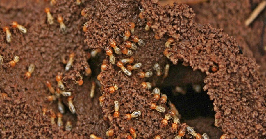 .: 4 Tanda Rumah Anda Telah Diserang Rayap