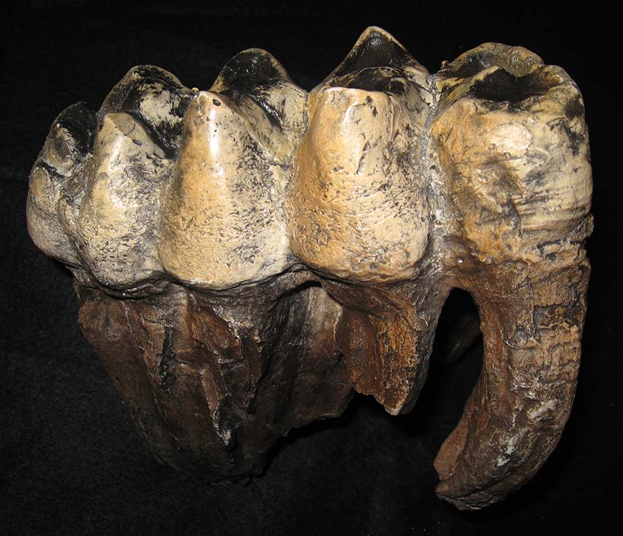 PALEO & GEO TOPICS: Comments by R. L. Squires: MASTODON VS. MAMMOTH TEETH