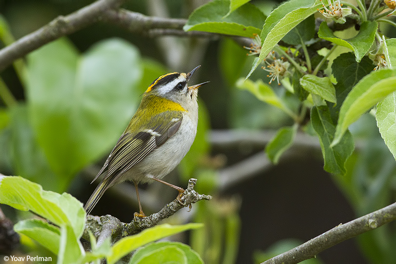 Firecracker | Focusing on Wildlife