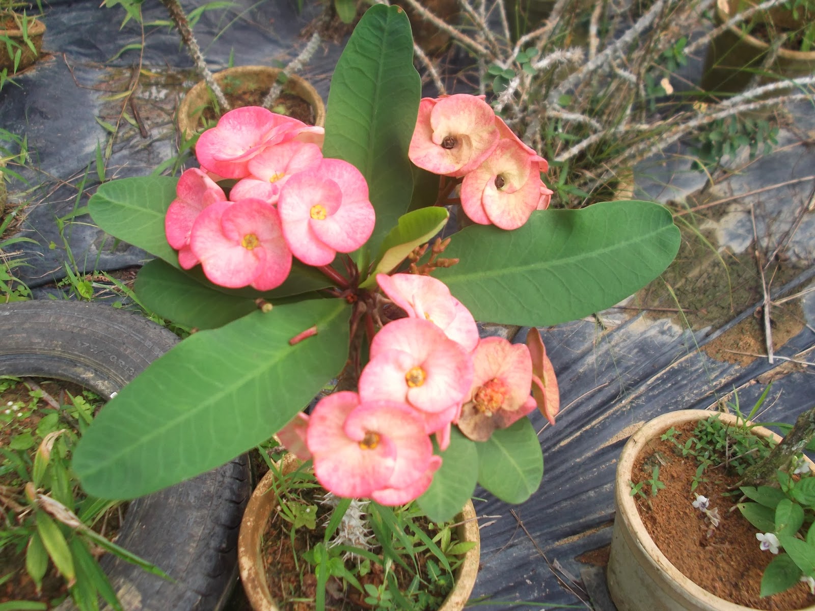 MENCARI CINTA ABADI: Bunga-bunga Cinta di Laman Syurga