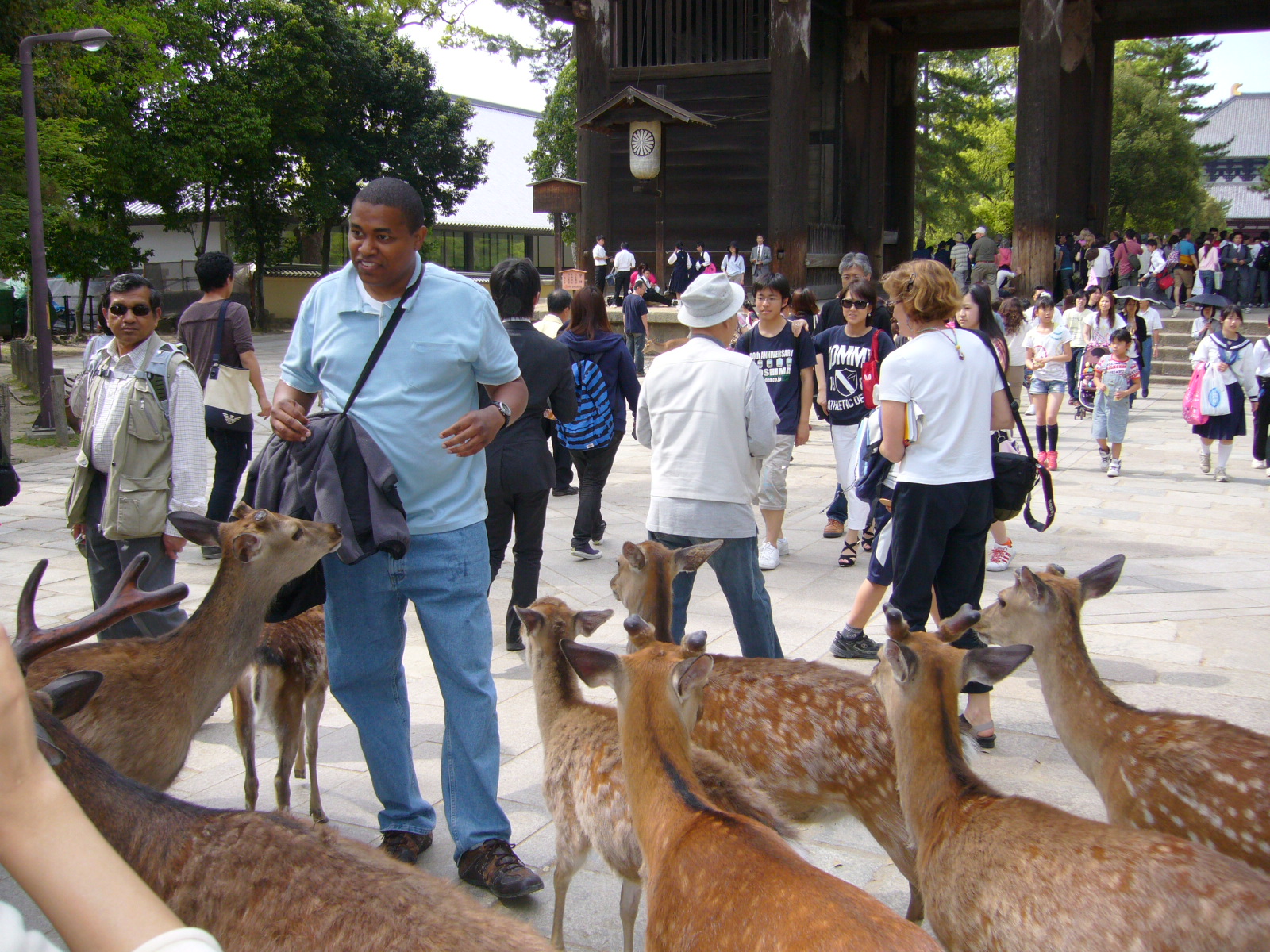 Japan Concierge's Travelog: Meeting Deer, Nara Park