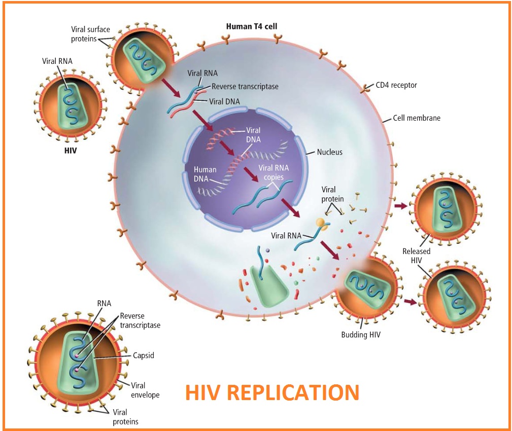 BEDA FASE LITIK DAN LISOGENIK - Biology Page