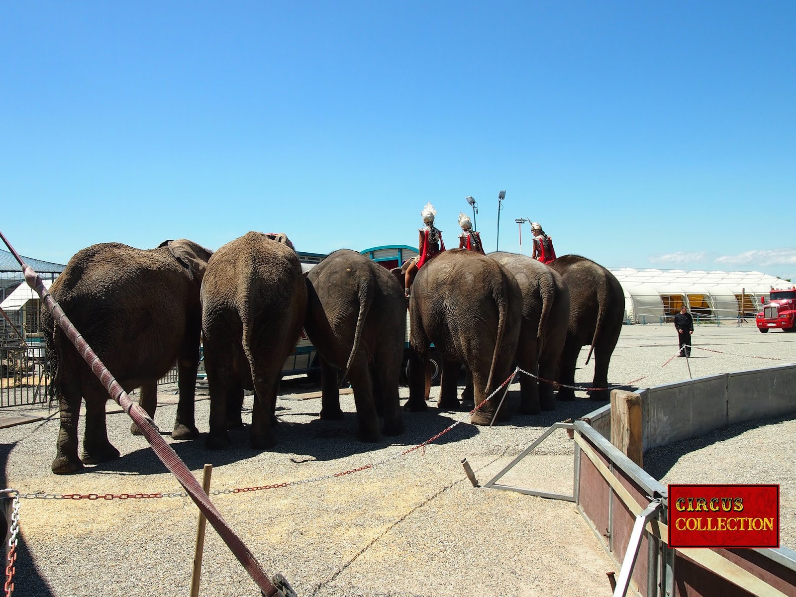 Circus -Collection: Les éléphants aux cirques