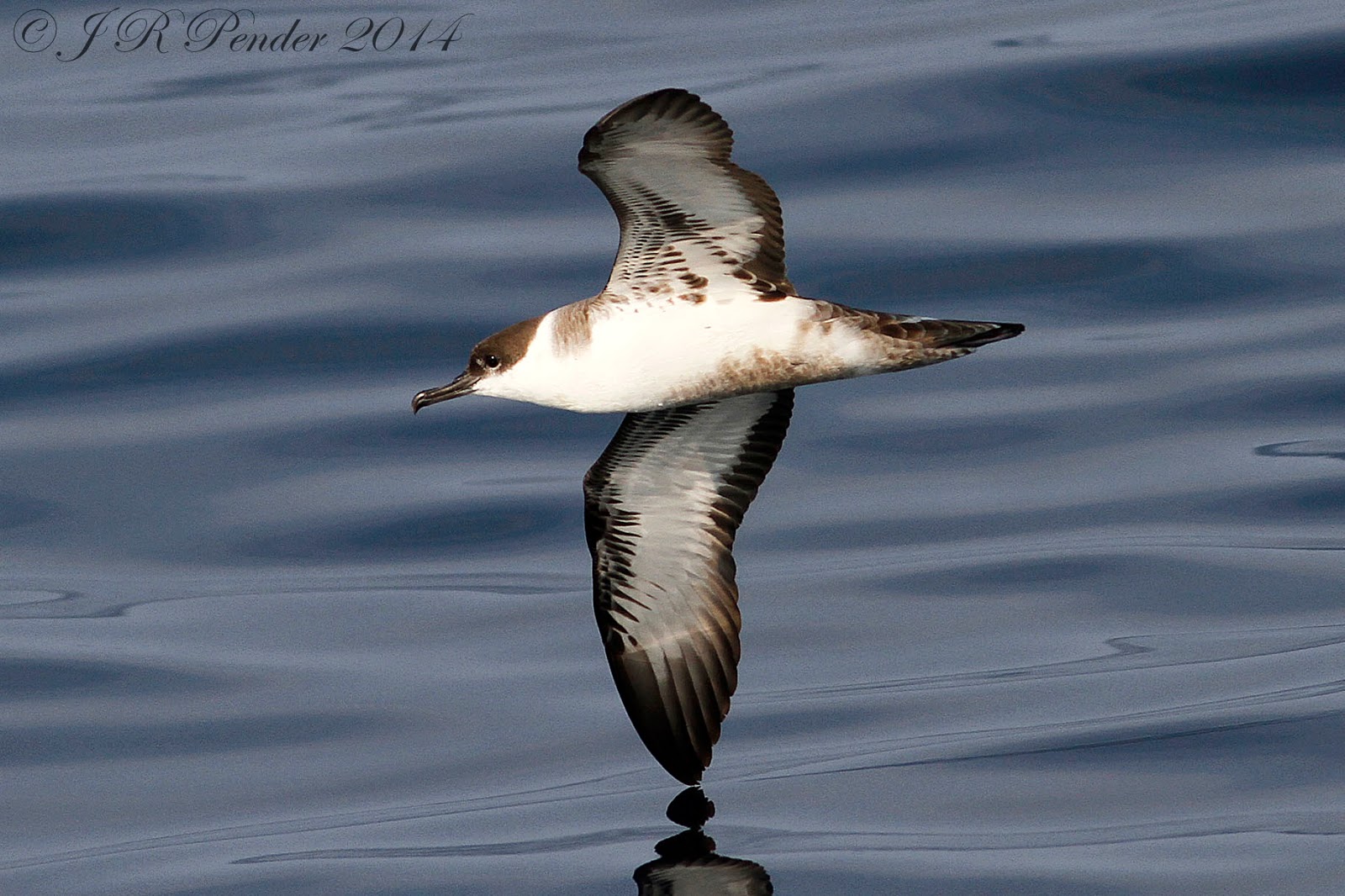 Joe Pender Wildlife Photography: Great Shearwaters