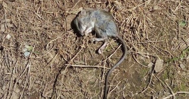 Encuentran ratón en sector de Radales, se investiga si es cola larga