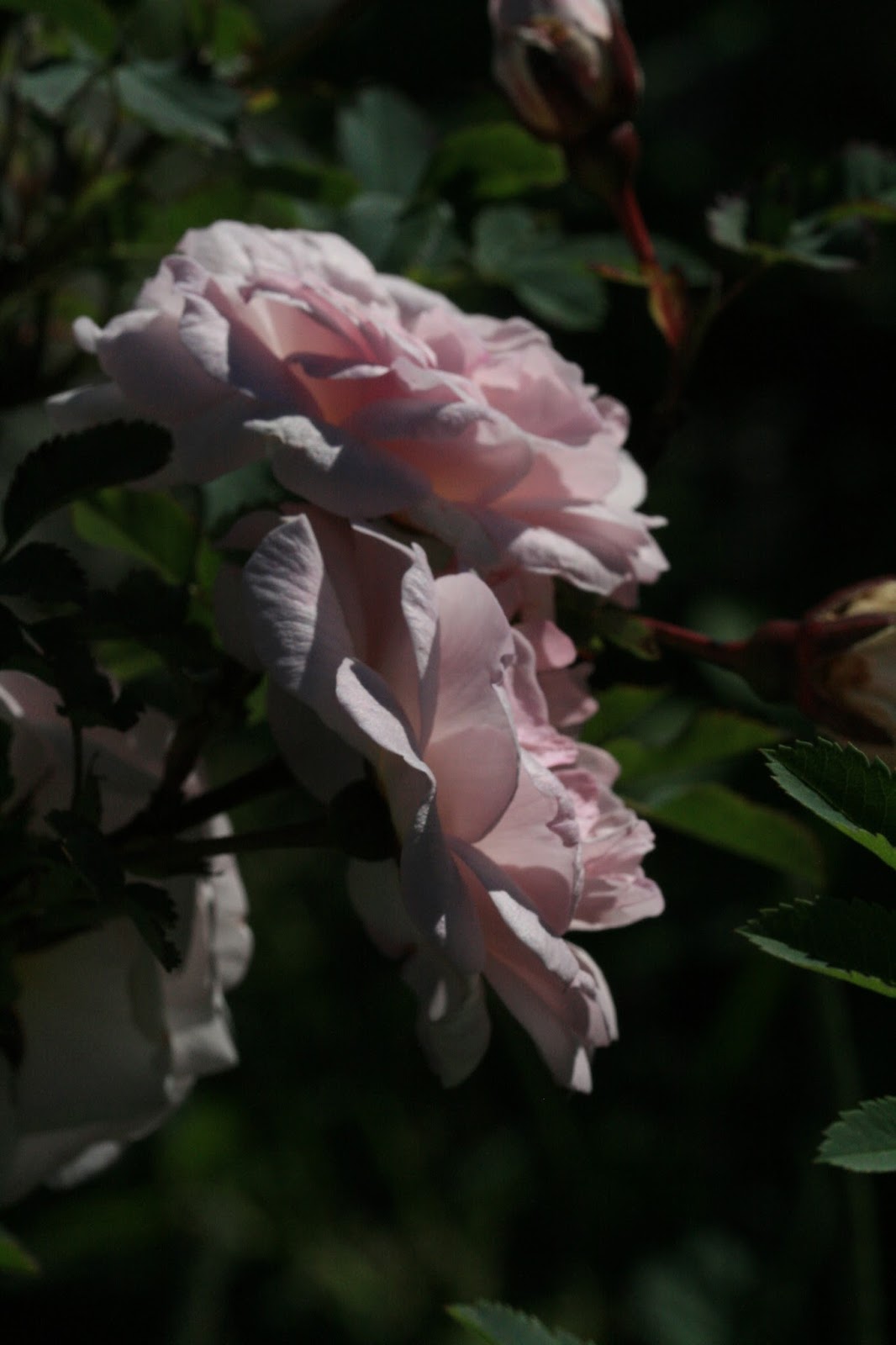 Siunattu arki: Ruusun tuoksua