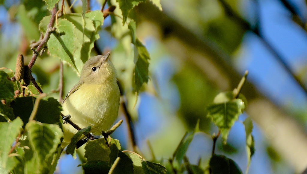 Viréo de Philadelphie - Philadelphia Vireo