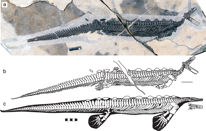Waxing Paleontological: Whale-Lizards of the Triassic III: Revenge of ...