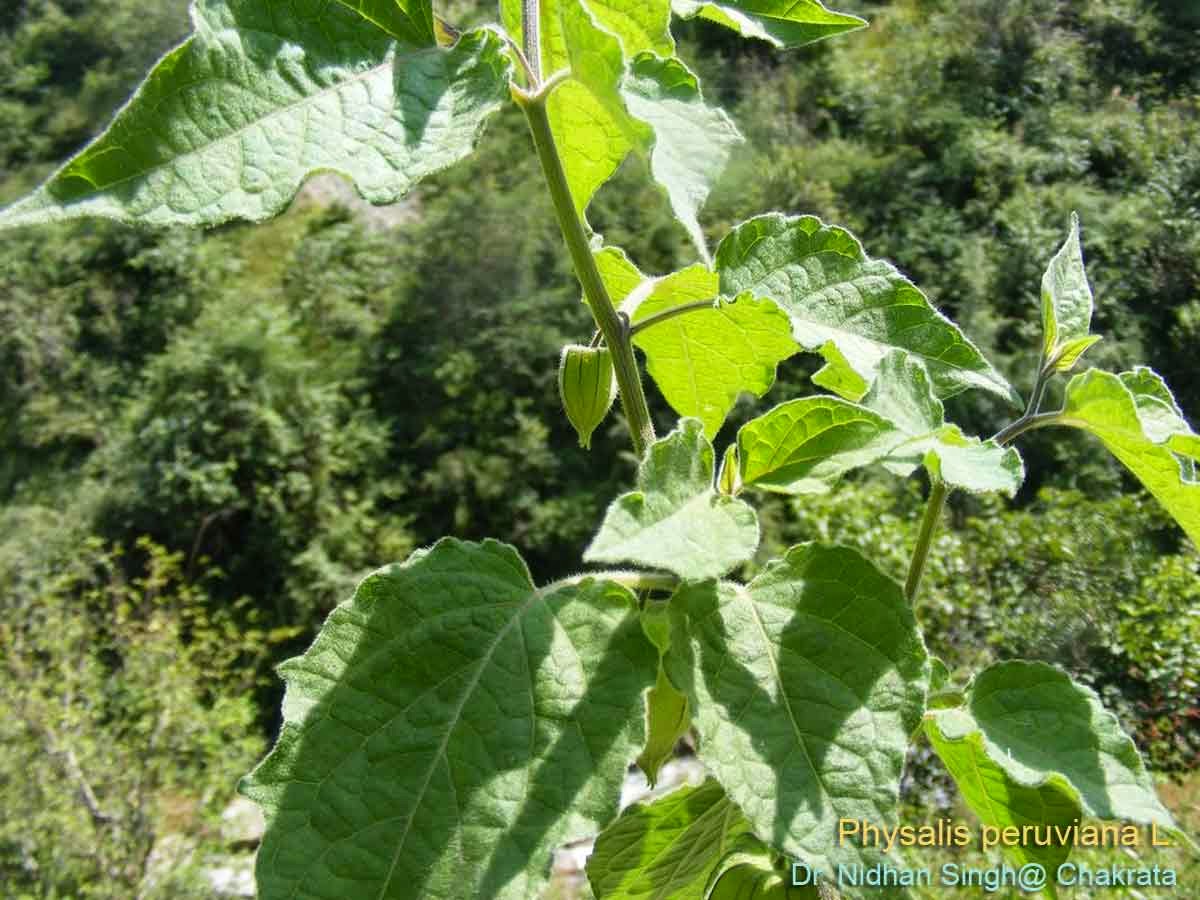 Medicinal Plants: Physalis peruviana, kuntali, rashbari, chiru kakara