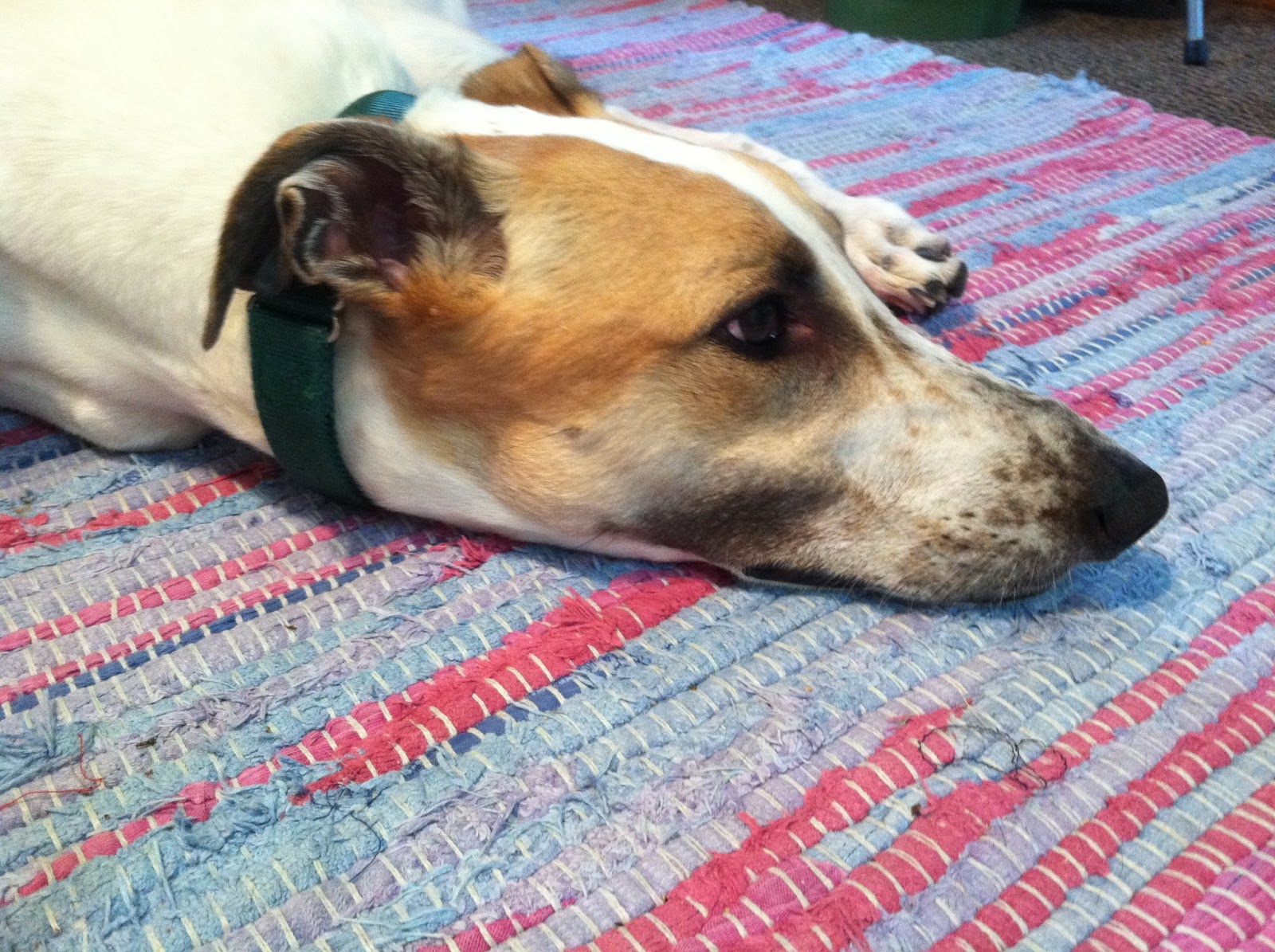 Northern Lights Greyhound Adoption Dog Blog: NLGA Photo Roundup ...