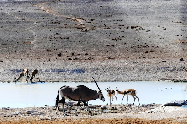 LUIS LÓPEZ PUNTO COM: ÁFRICA AUSTRAL 2016: El Orix, un antílope que ...