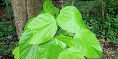 Khasiat Tanaman Akar Kuning - Tanaman Obat Indonesia