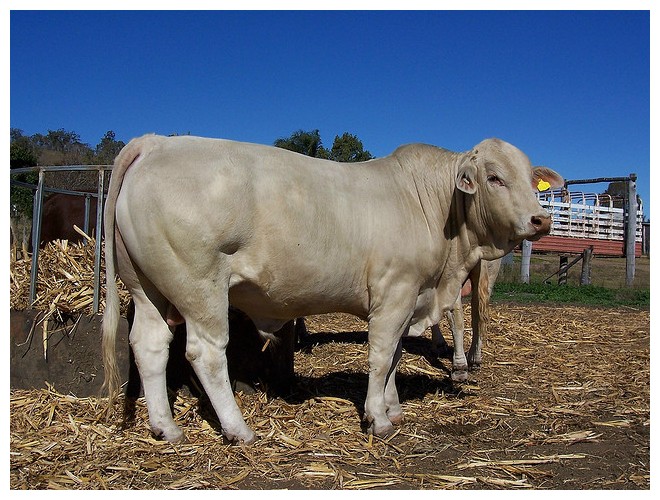 Generalidades de la Ganadería Bovina.: Charbray