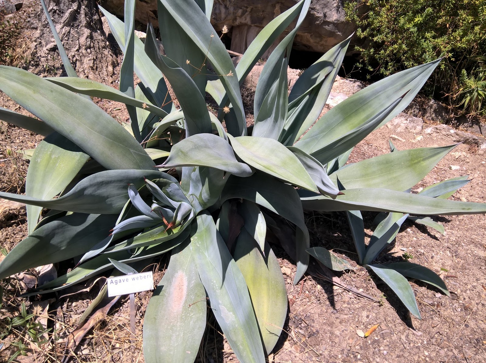 Agave : Come Riconoscere le Diverse Specie - Con Foto e Descrizione ...