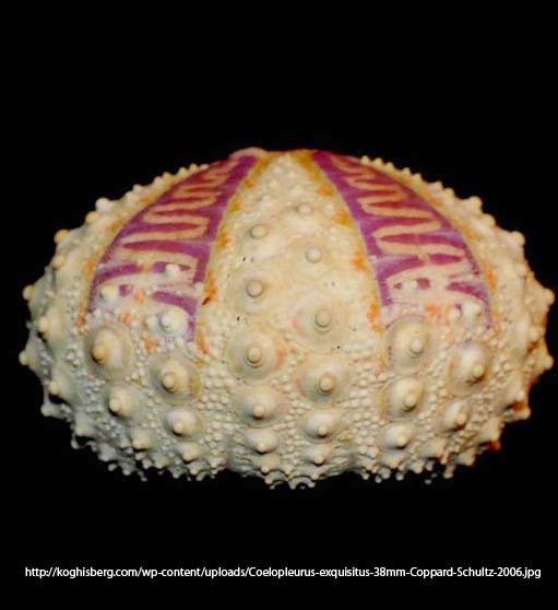 Bizarre Creature of the Day: Creature 59: Coelopleurus exquisitus