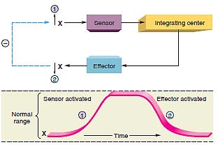 Homeostasis - negative feedback loop