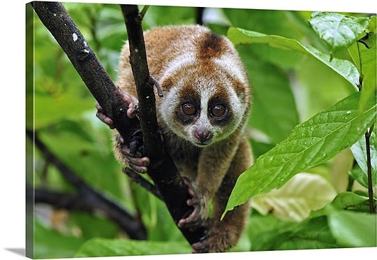 Informasi Hewan dan Tanaman : Kukang