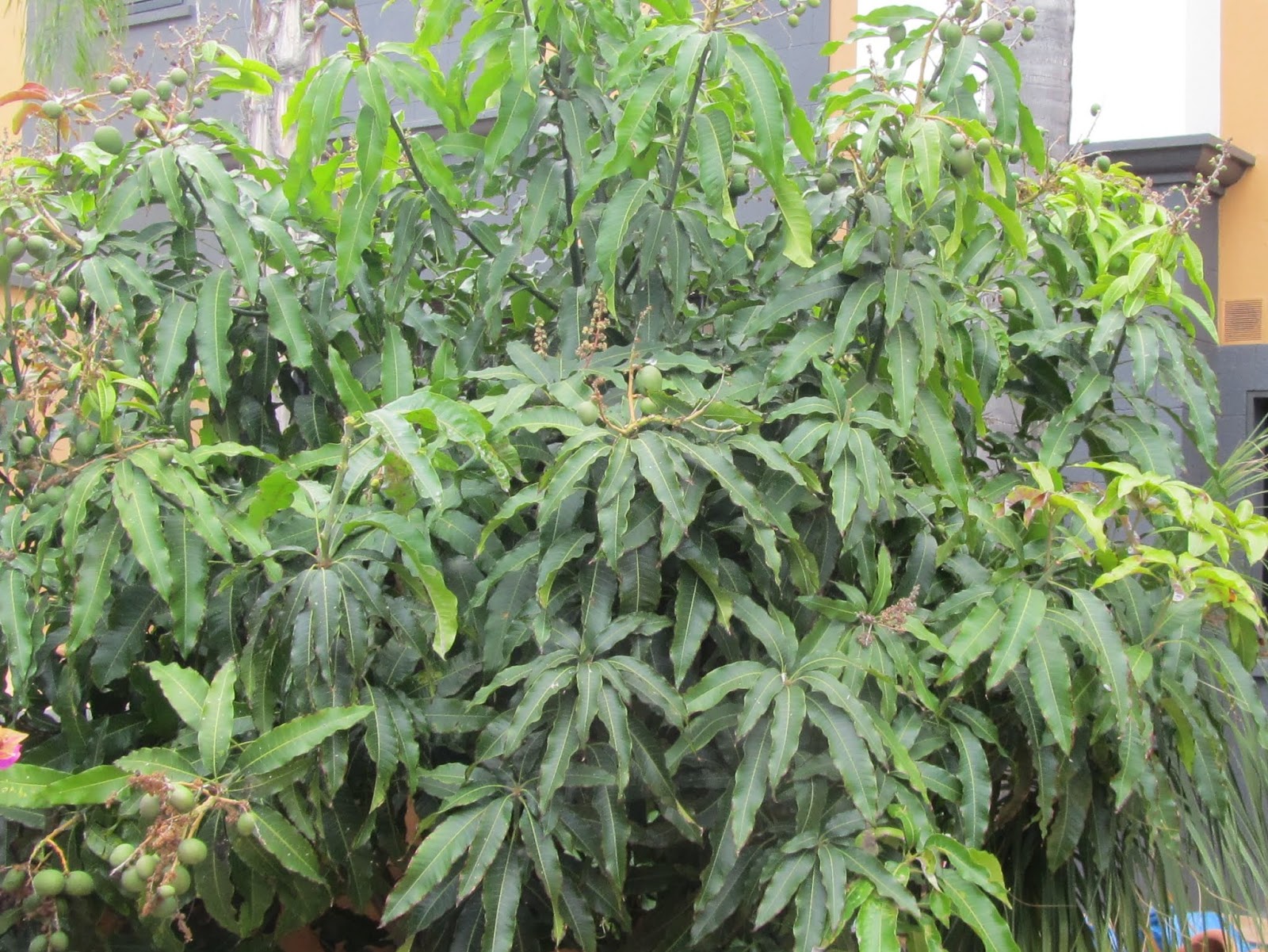 Come Coltivare il Mango (Mangifera indica) in Italia ? - Crescita e ...