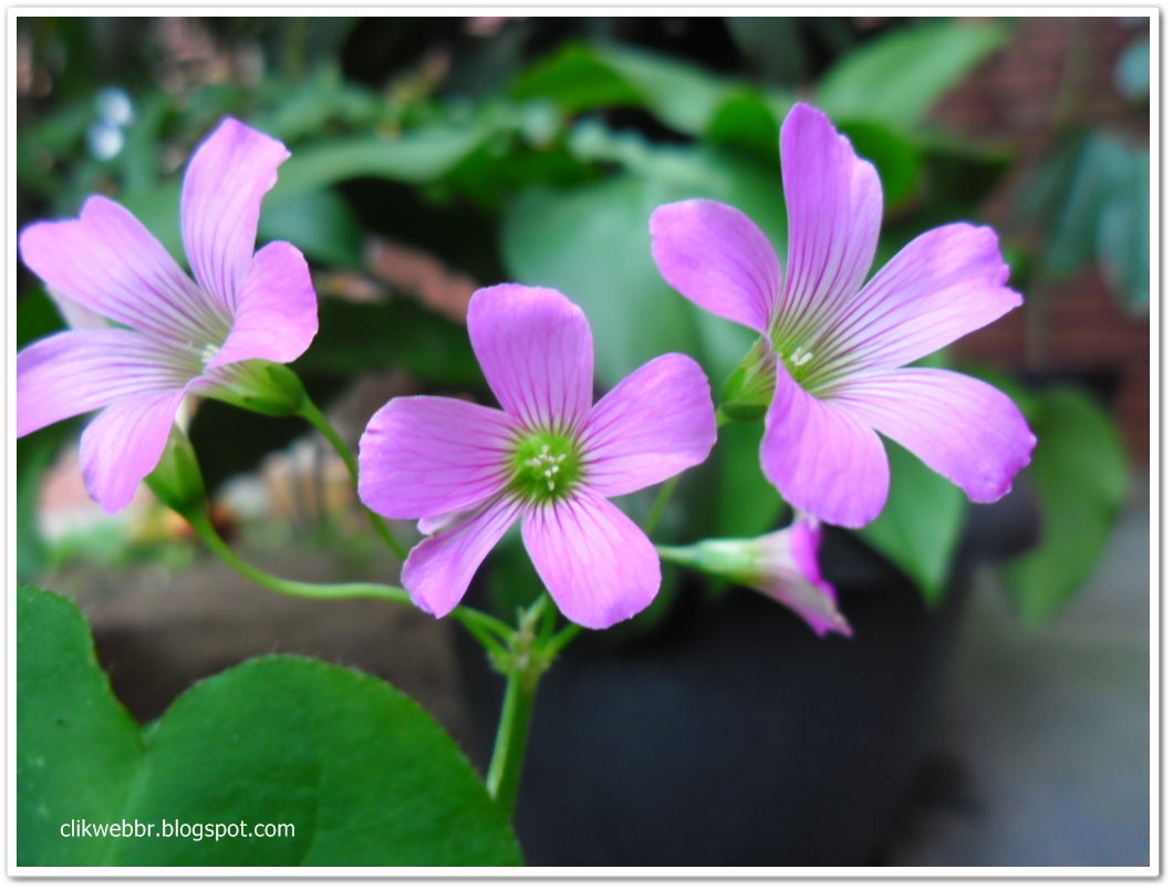Mundo das Plantas : Flor do Trevo Cor de Rosa Flores pequenas do jardim ...