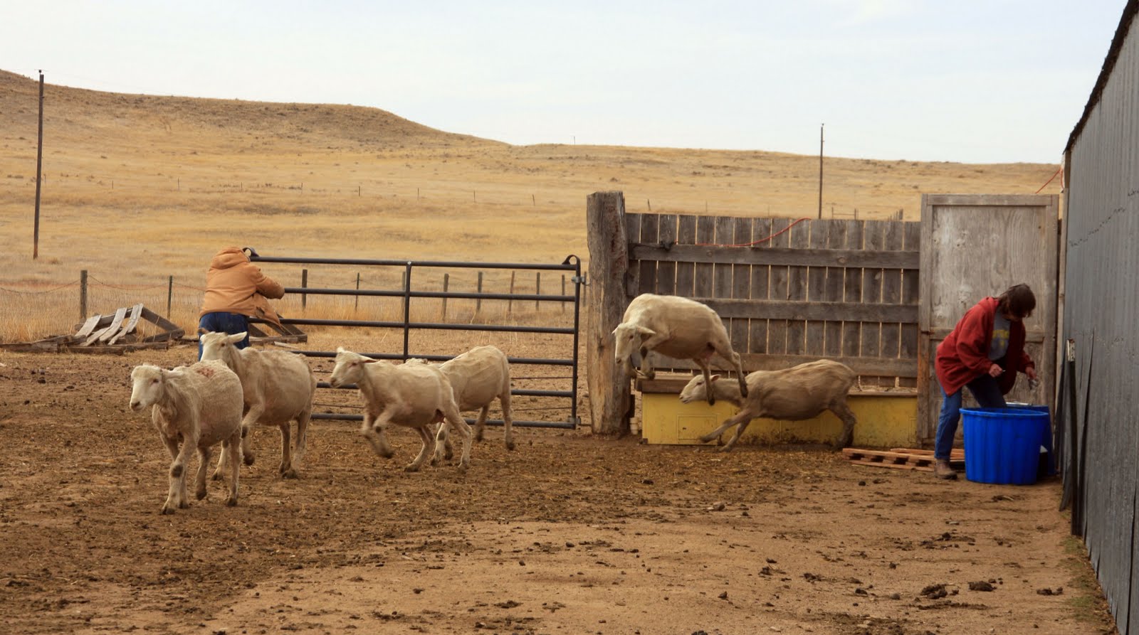 Double H Photography: Docking lambs, in March