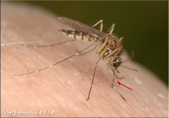 The Home Bug Garden: How to know a fly: Mozzies & Midges