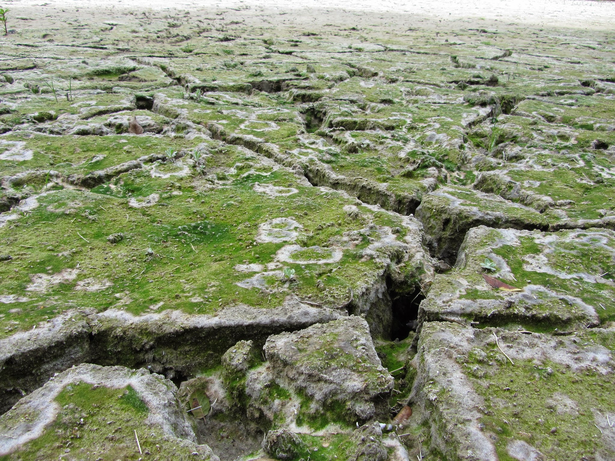 We Be Trekkin: Arroyo Seco Gorge/Santa Lucia Trail- Ventana Wilderness, CA