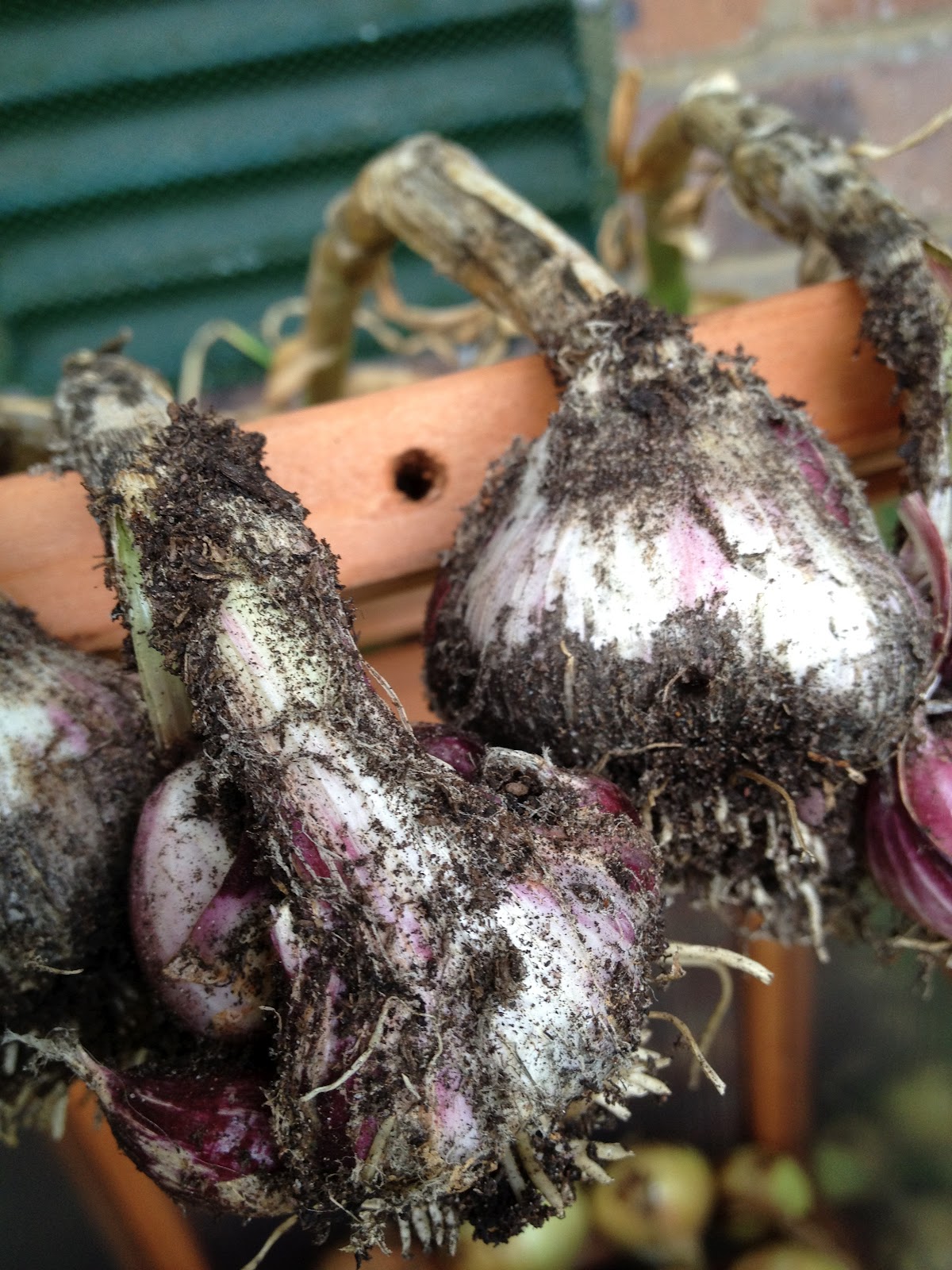 The Little Balcony: Weird Garlic