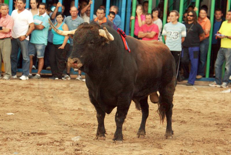 ESPAI TAURÍ: Sant Antoni, Moncofa