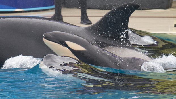Video: Orca gives birth at SeaWorld San Diego - AboutWhales