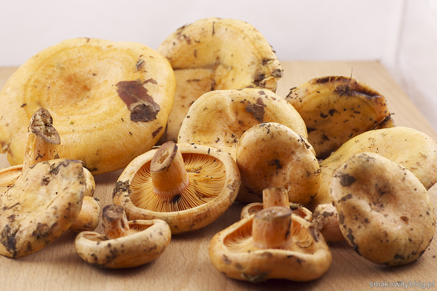 Mleczaj rydz - Rydz - Smakowity blog