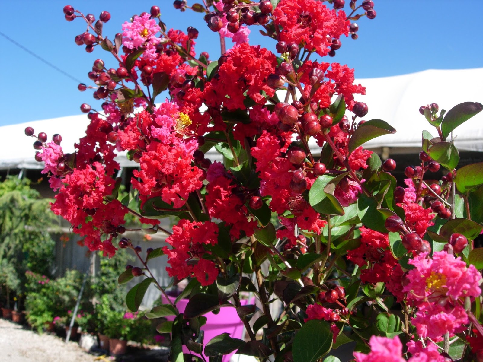 Flores Mexico: ÁRBOL DE JÚPITER...