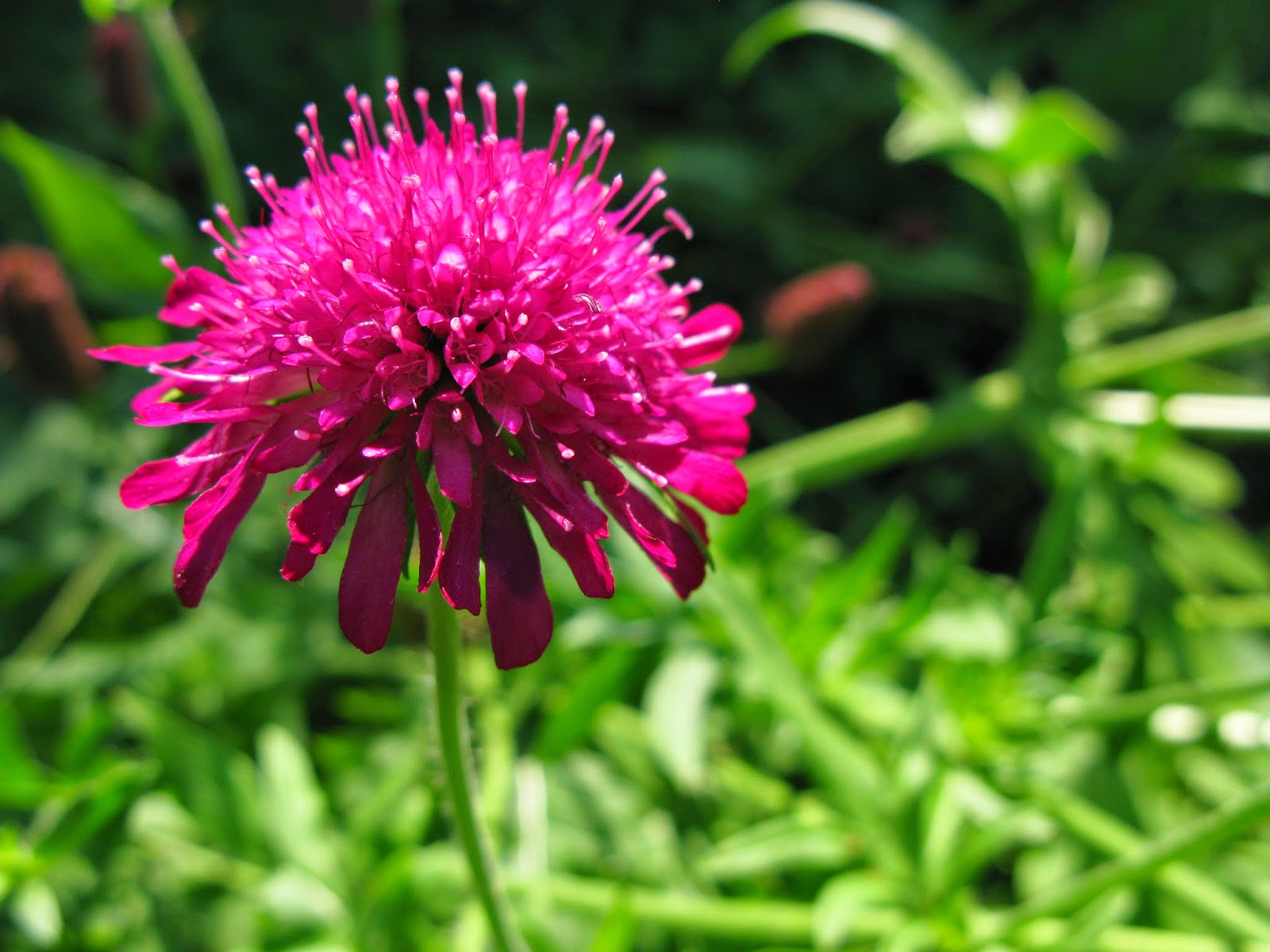 Flores y Palabras: Scabiosa atropurpurea