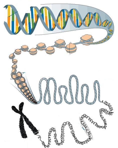 Material genético : Material Genético