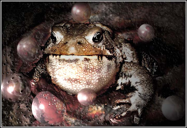 White Wolf : Are Toads able to predict earthquakes?
