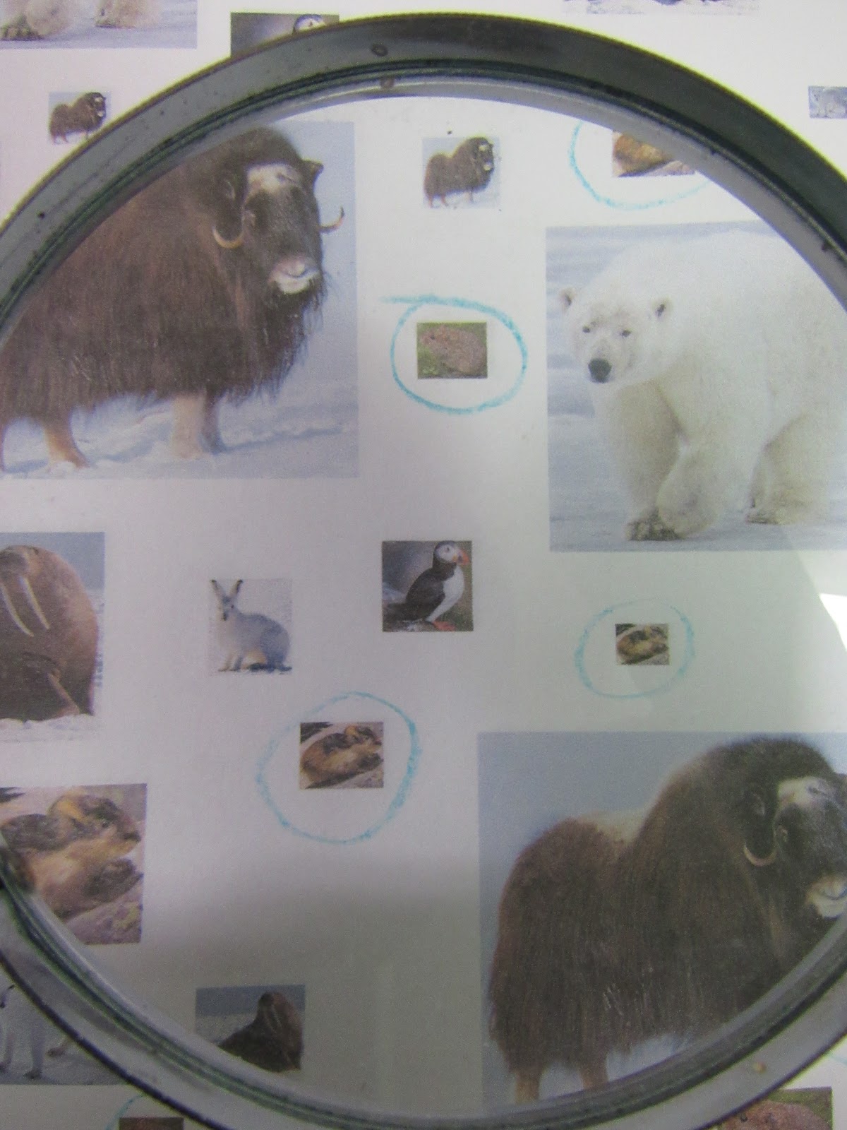 Tots and Me... Growing Up Together: Arctic Animal Fun: Snowy Owl Lesson