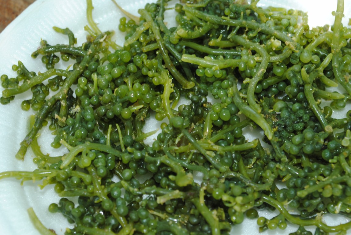Rumput Laut Indonesia: Sayur dari laut itu disebut Grape Seaweed, Lawi ...