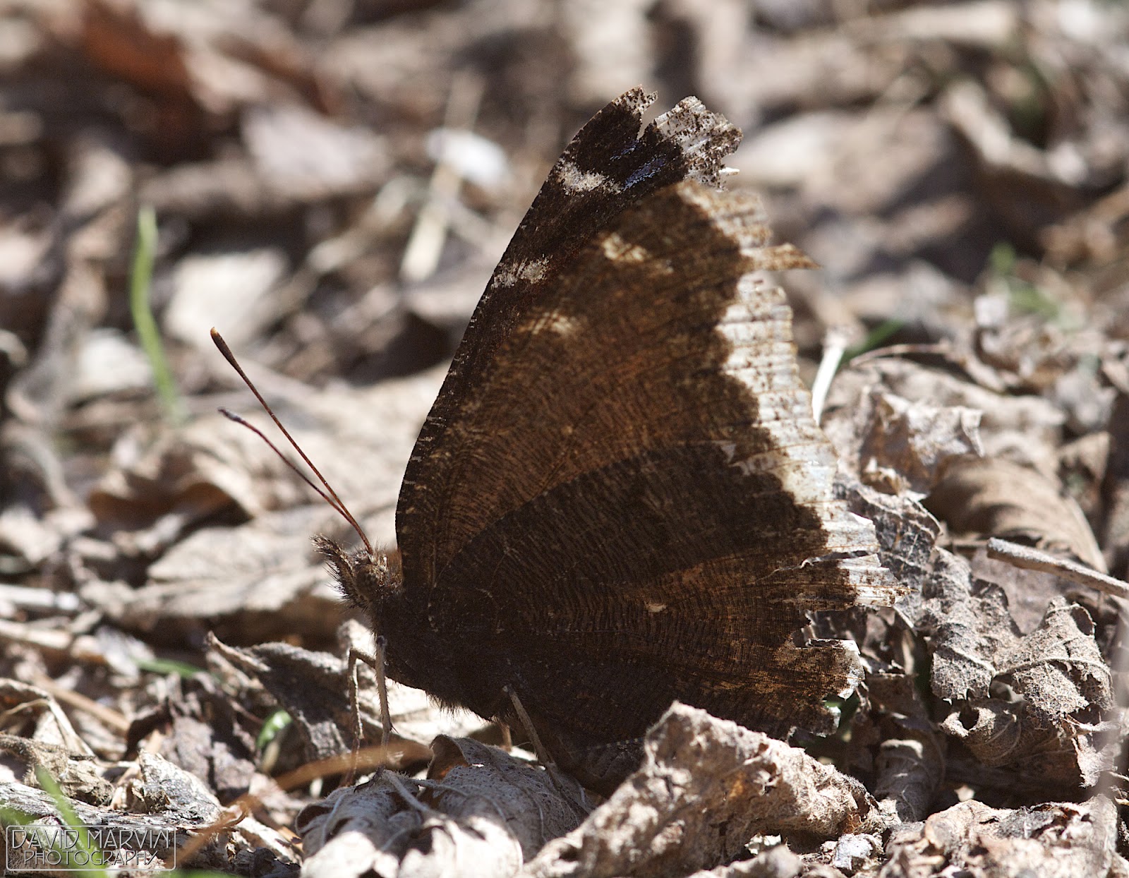 David Marvin Photography - Lansing, Michigan: Early Spring Butterflies