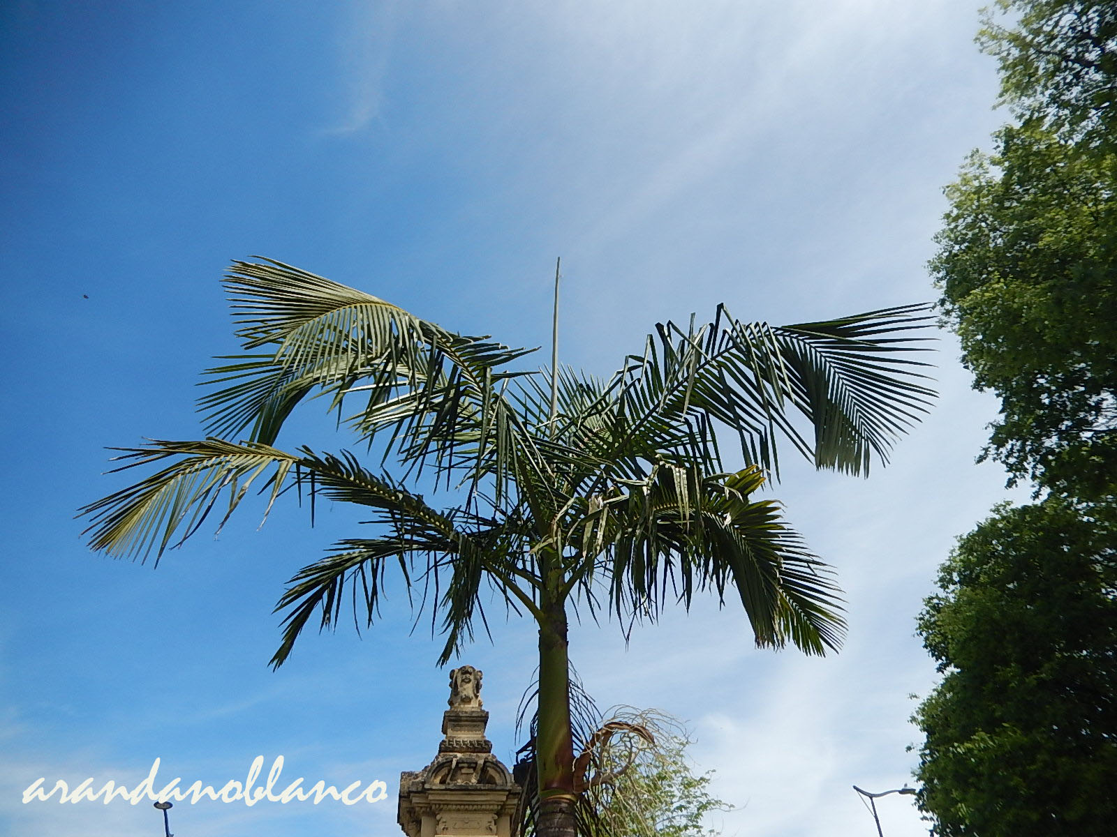 elarbolmiamigo-encinarosa: Archontophoenix alexandrae - Palma Alejandra ...