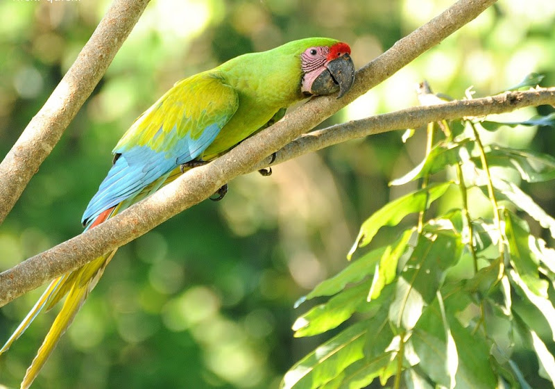 Αρά - Ορνιθοπανίδα
