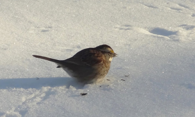 Live and Learn-Toss and Turn: Hungry Birds