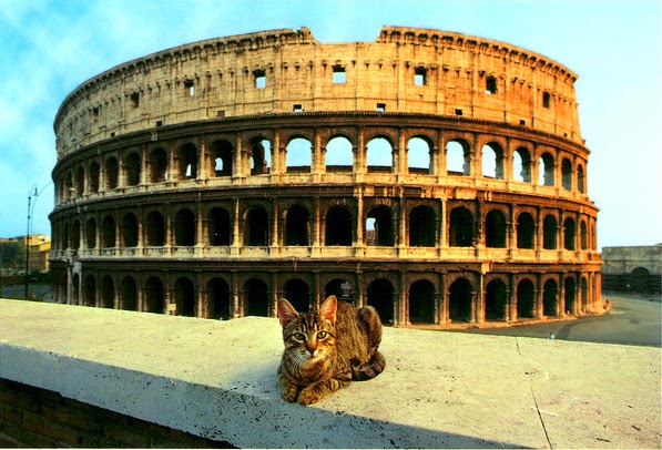Cats from Rome {Italy} - Traveling Cats - Travel Pictures of Cats