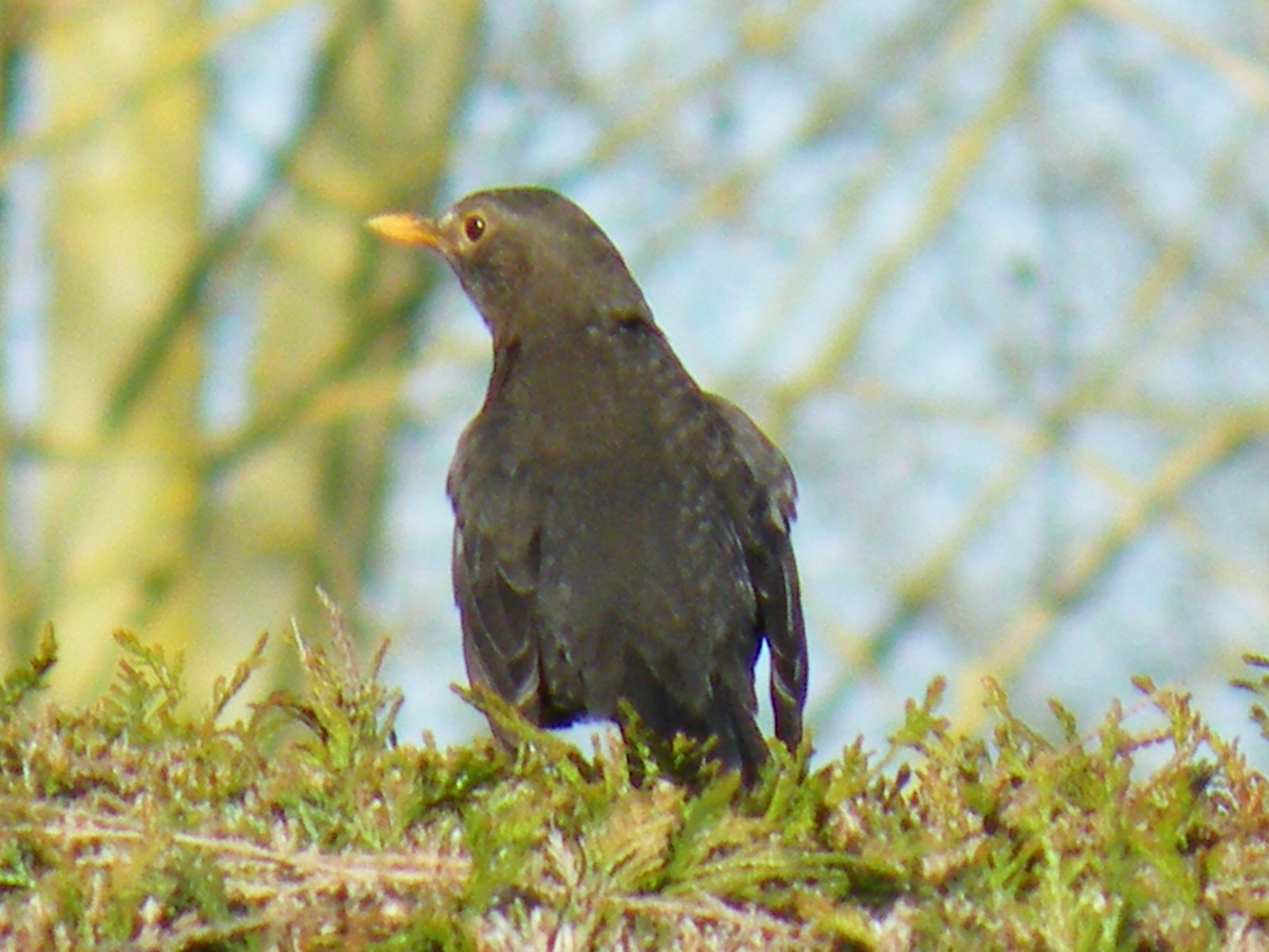 du-four-au-jardin-et-mes-dix-doigts: Merlot