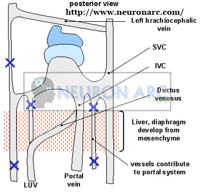 HU TU TU: Venous system development